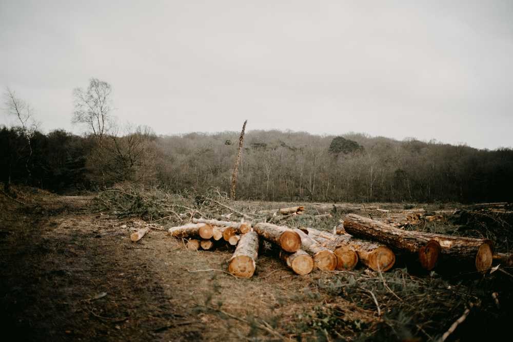 Earth.fm: Listen to nature sounds, fall in love with the Earth