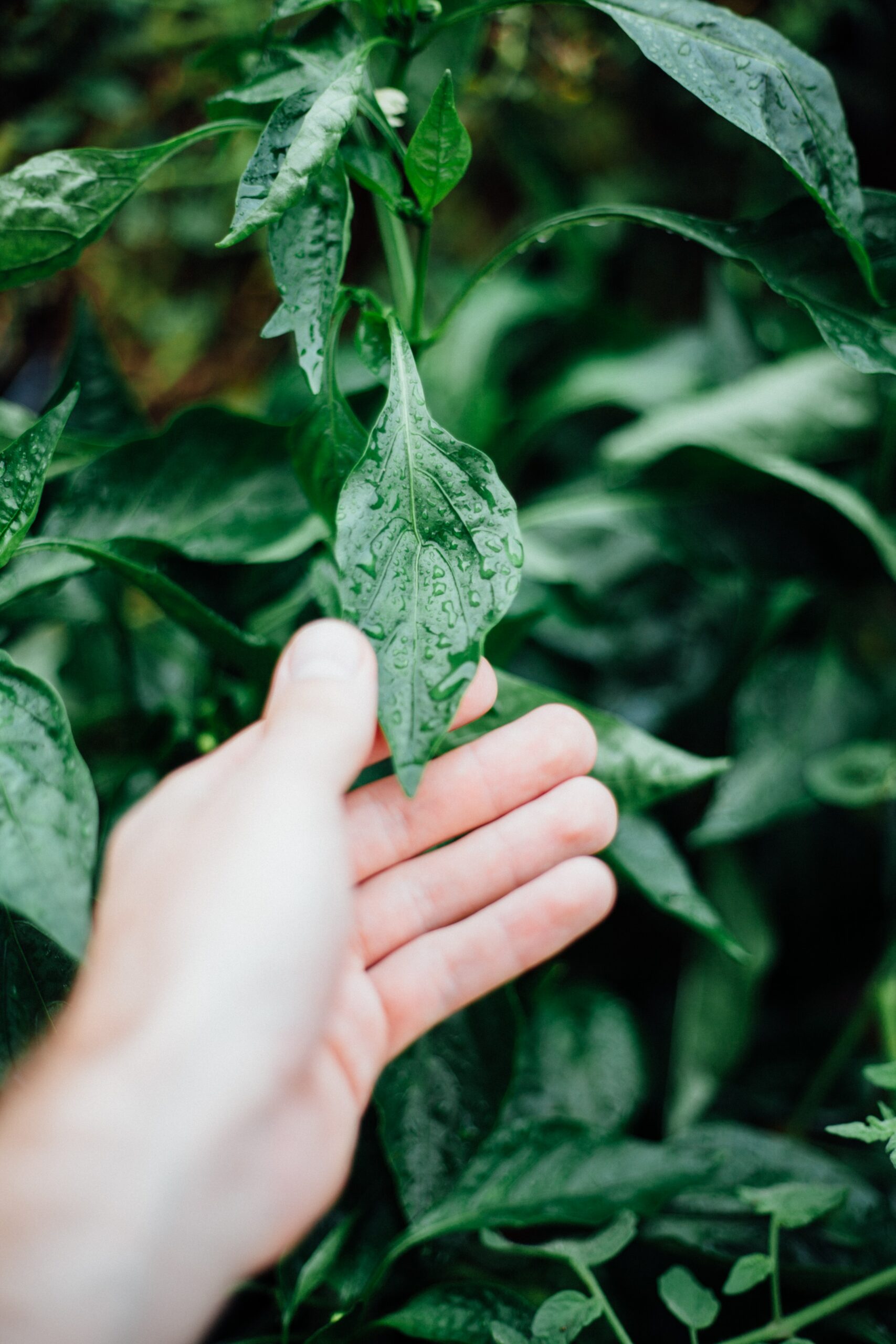 An introduction to ecosexuality and the ecosex movement