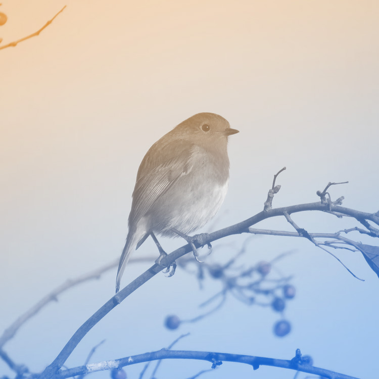 What is biophony? Definition and examples - earth.fm