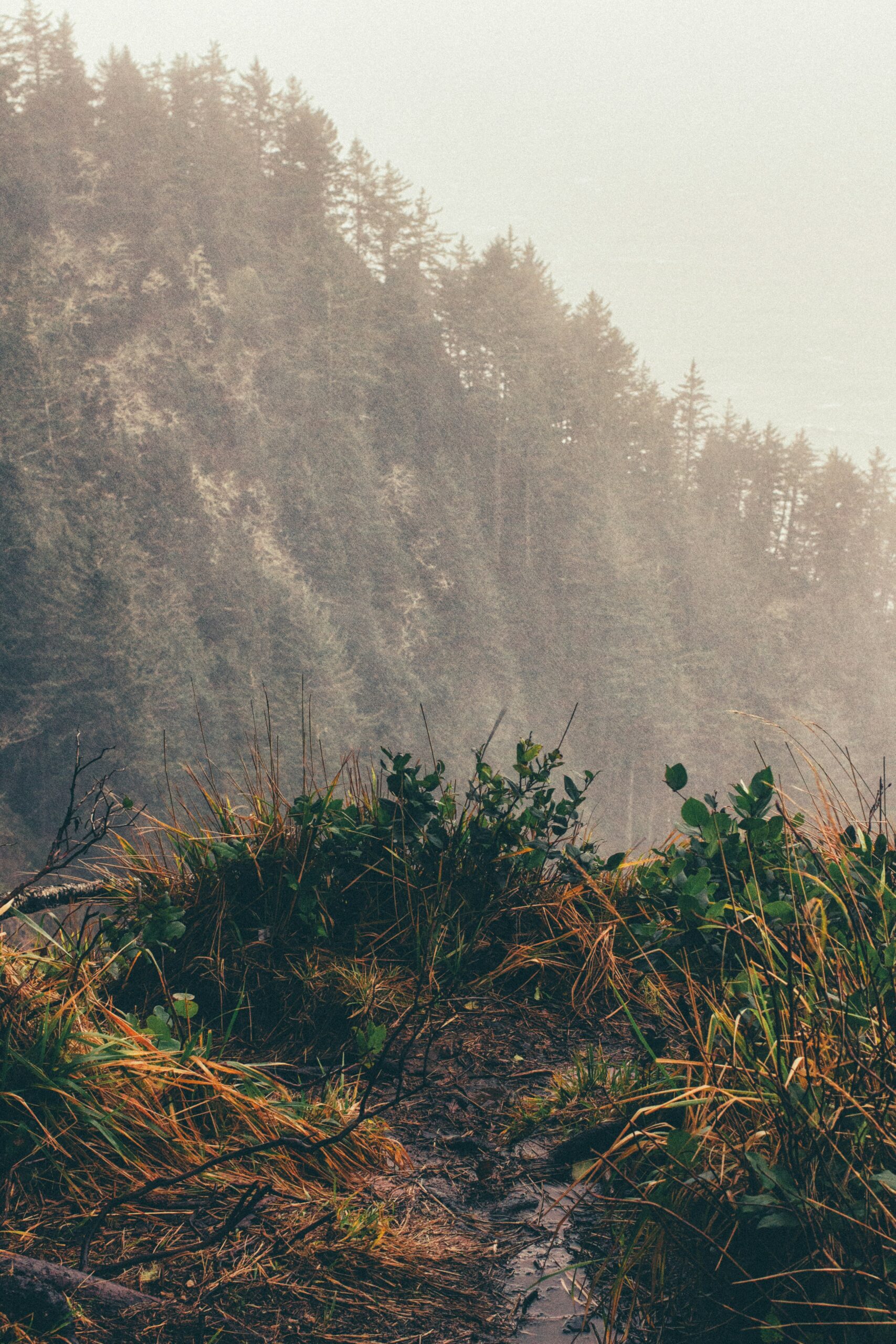 Earth.fm explores how & why nature sounds are falling silent