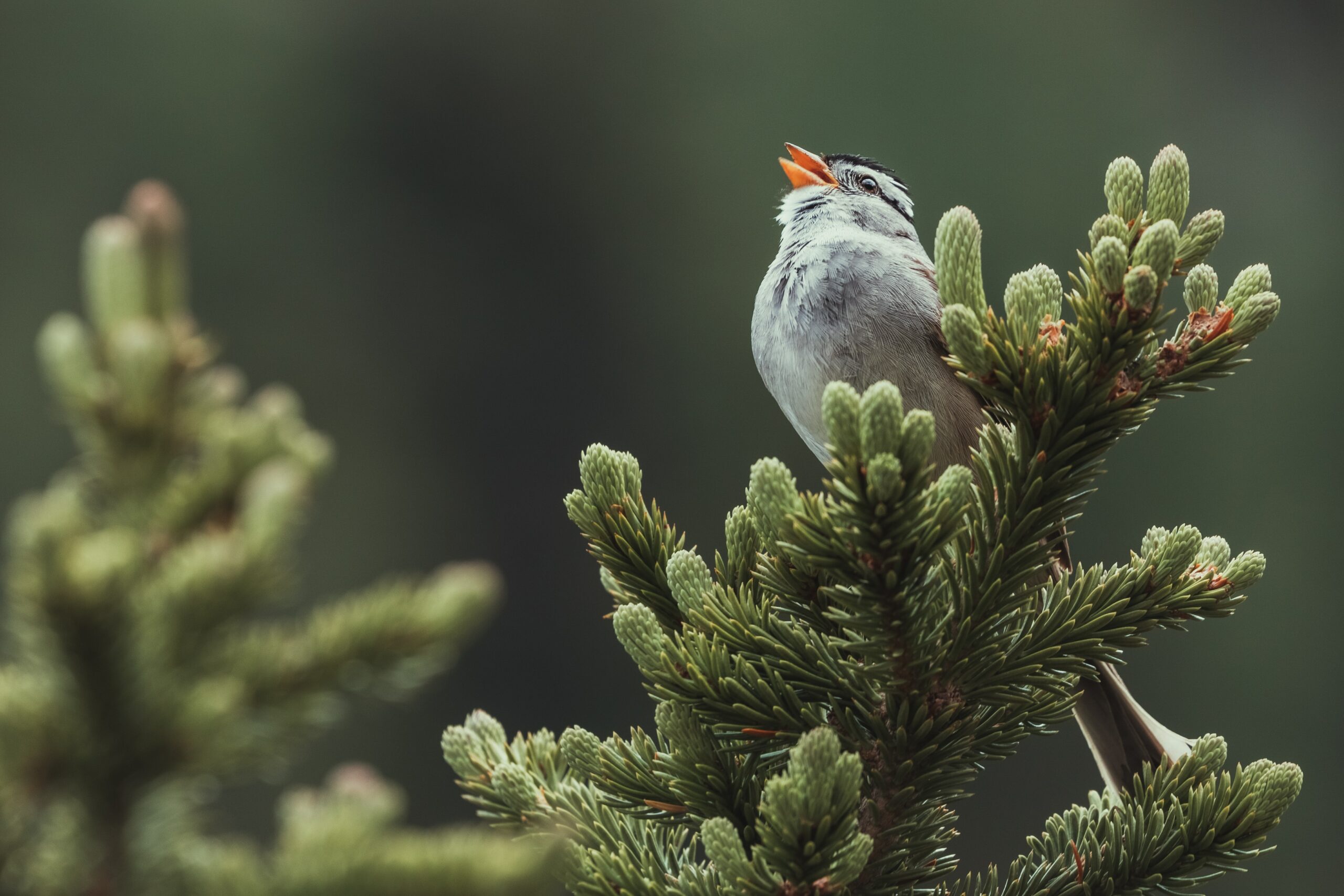The benefits of birdsong to mental health - earth.fm
