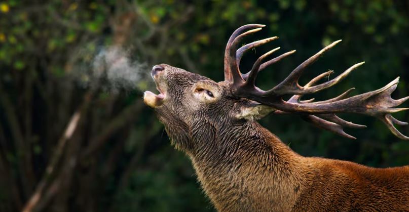 Earth.fm reviews the film Wilding, about rewilding Knepp
