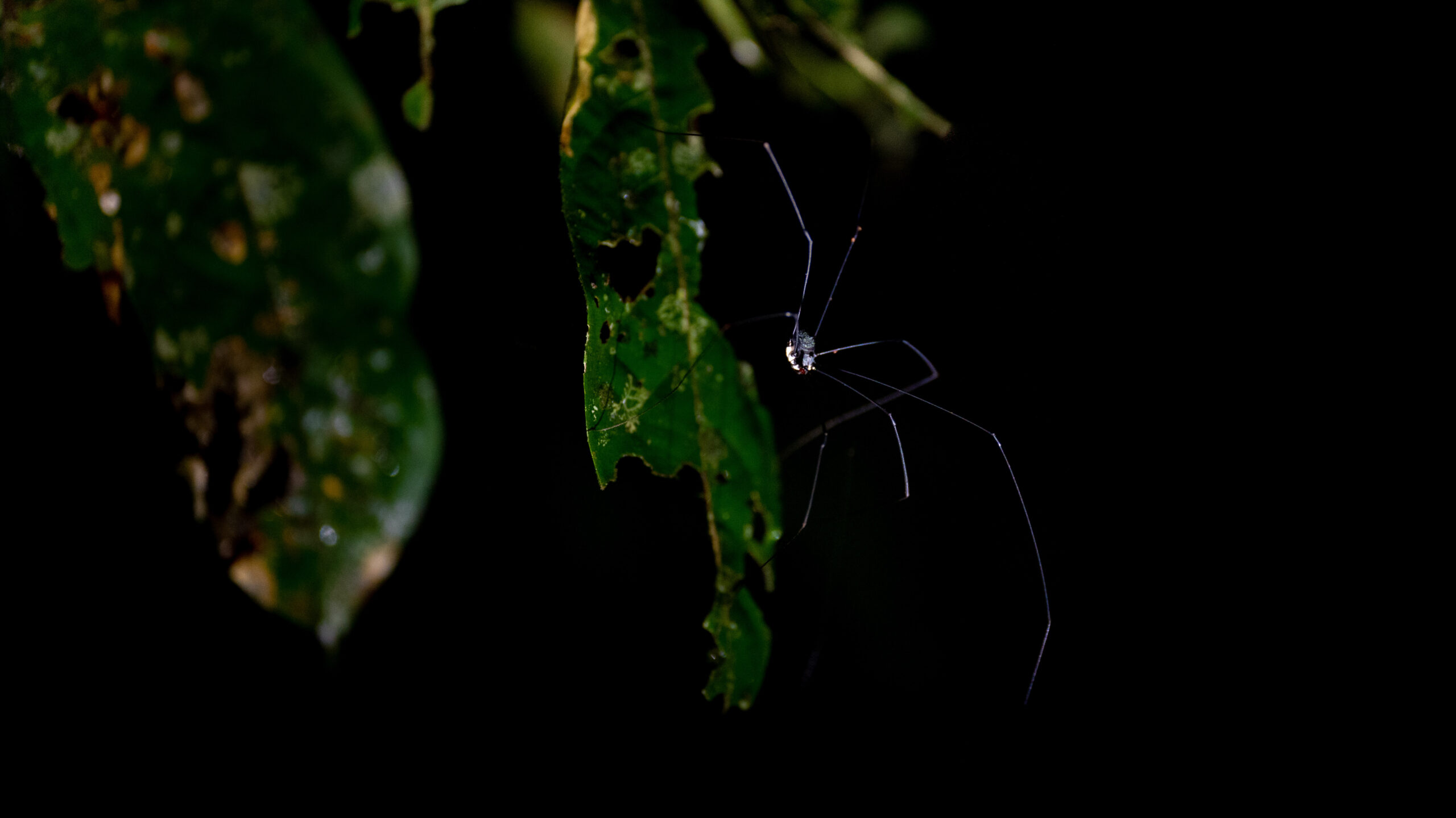 Dark night in the Amazon rainforest - Jungle sounds - earth.fm