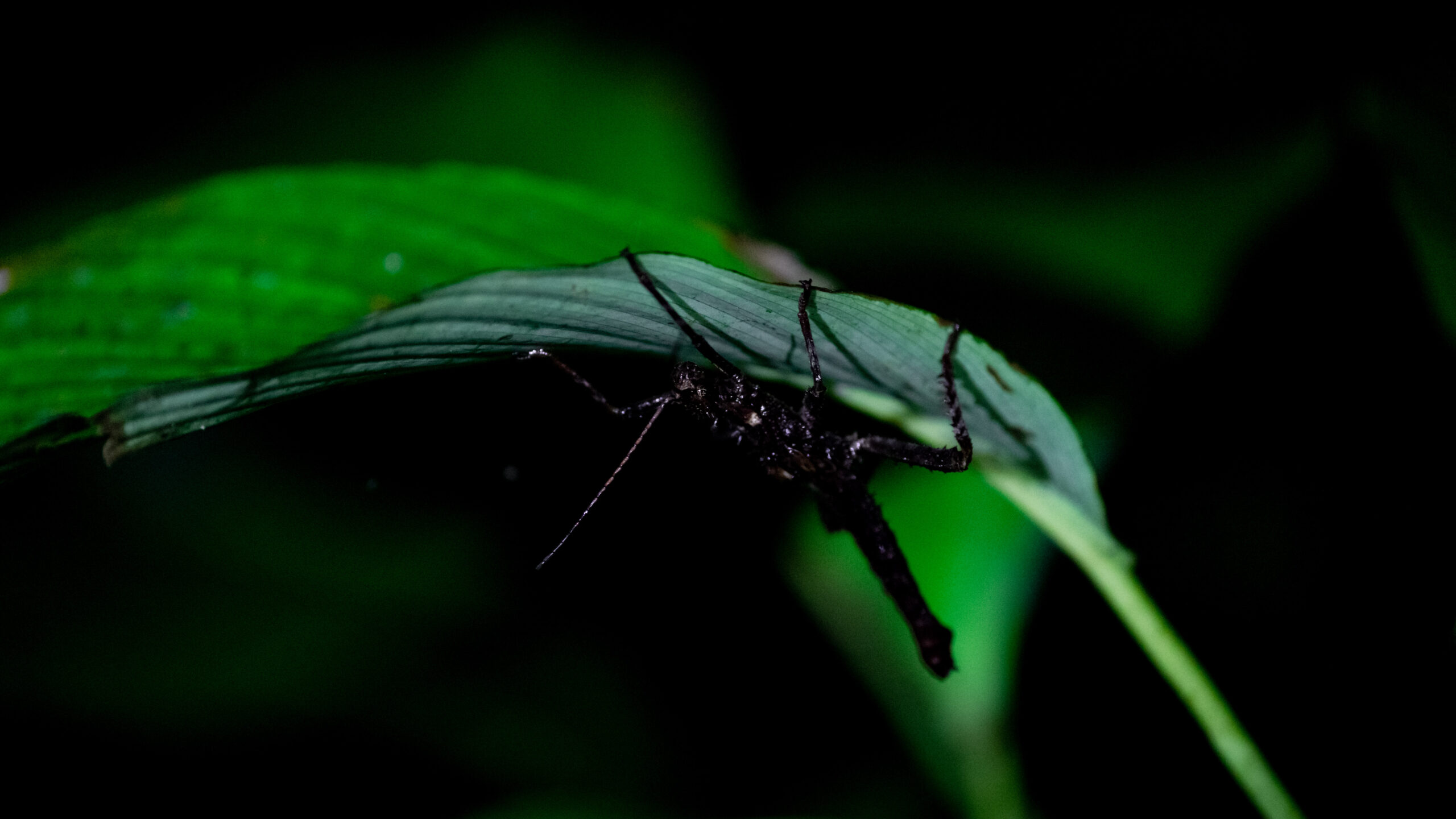 Rainforest sounds - Night in the Amazon jungle - earth.fm